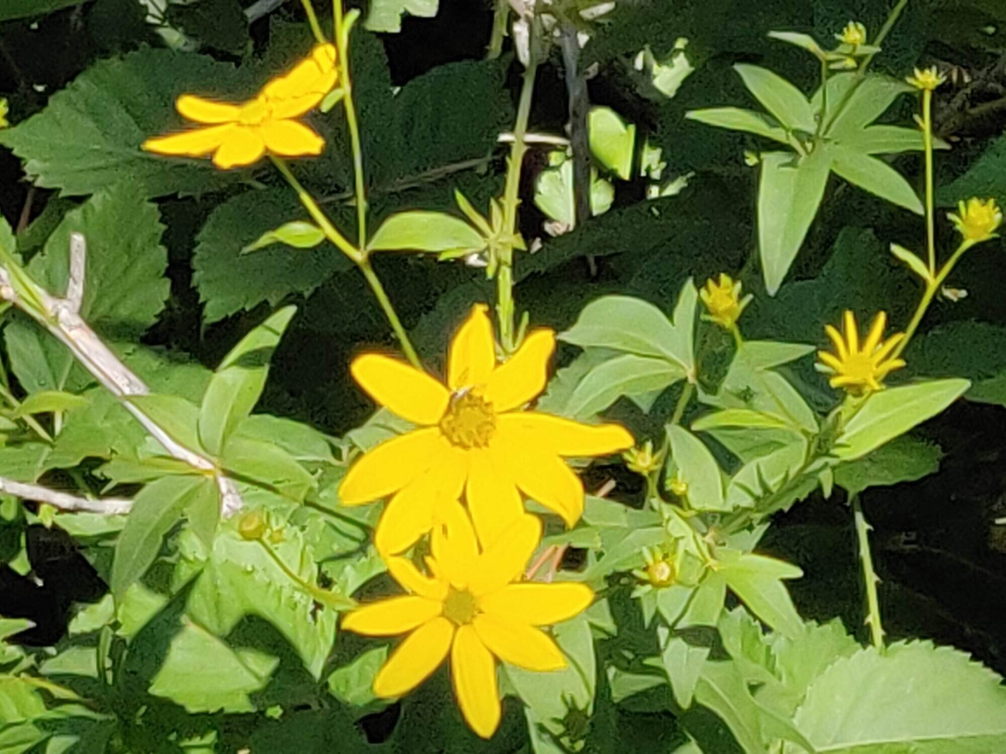 Elizabeth Valera, LPC | Lifespan Counseling of Atlanta, LLC